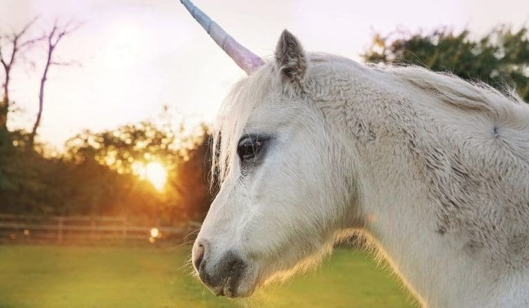 Help Us Rename Ureen the Unicorn